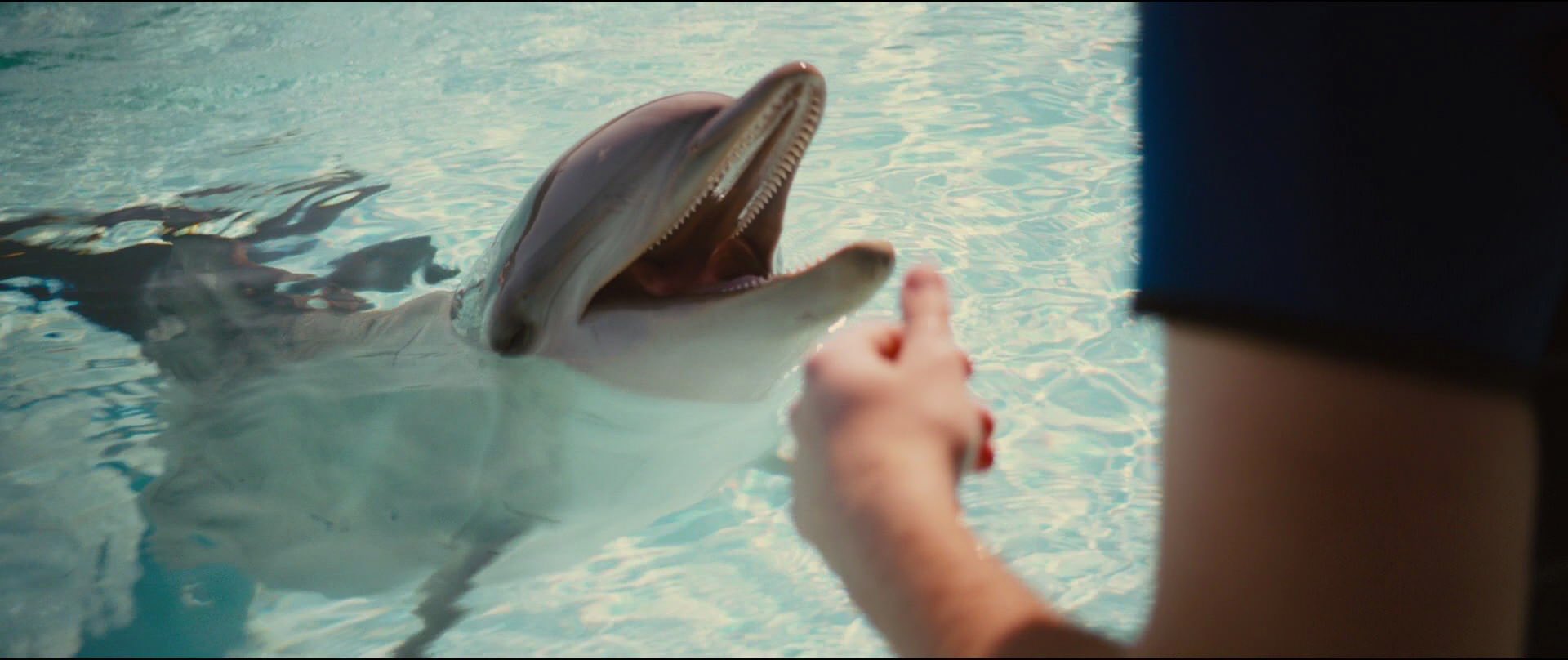 The Best Dolphin Movies – Myrtle Beach Boat Cruises